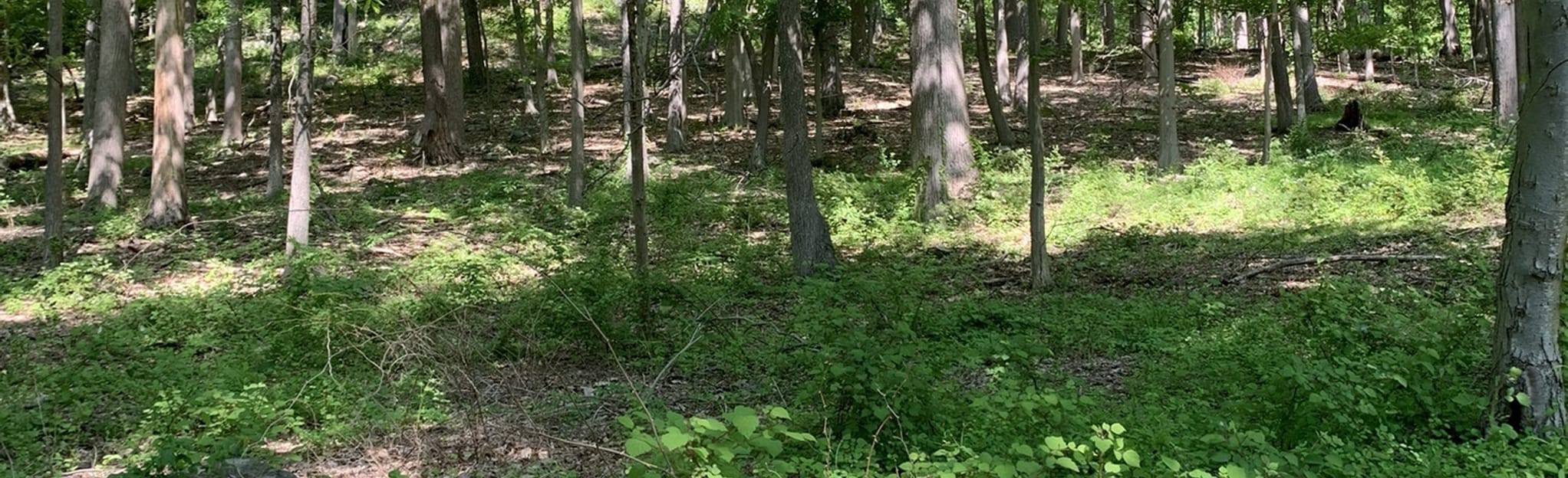 Dogwood Trail | Map, Guide - New Jersey | AllTrails