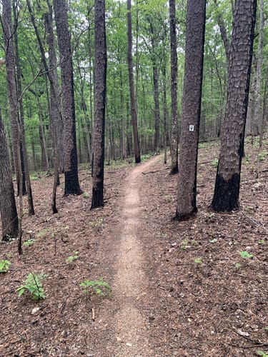 Best 10 Hikes and Trails in Mark Twain National Forest | AllTrails