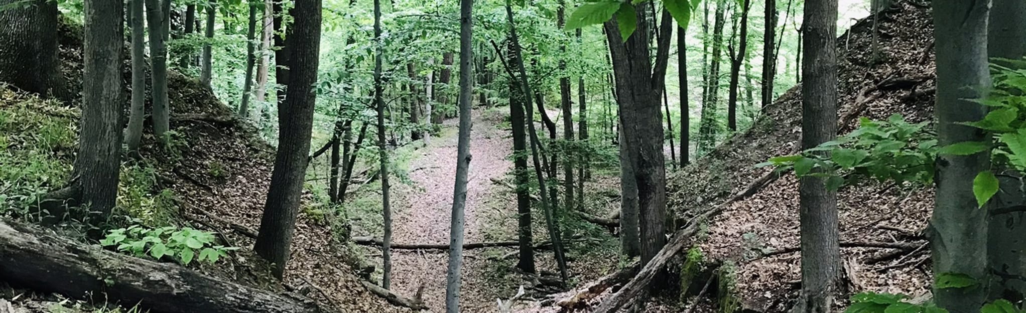 Acorn and Hemlock Loop Trail, Michigan - 42 Reviews, Map | AllTrails