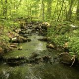 Arcadia Trail Loop, Rhode Island - 189 Reviews, Map | AllTrails