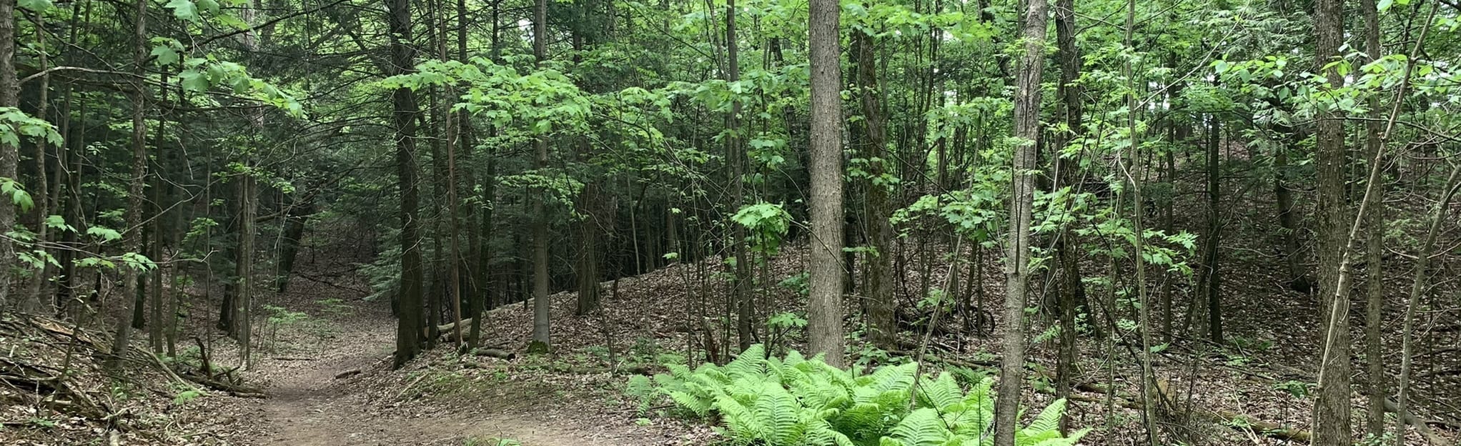 Glen Major Forest South Loop, Ontario, Canada - 122 Reviews, Map ...