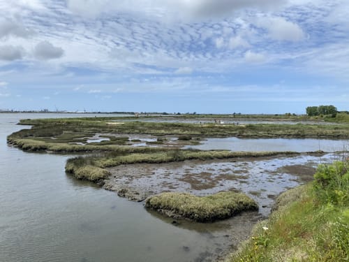 2023 Best Wild Flowers Trails in Zona de Proteção Especial da Ria de ...