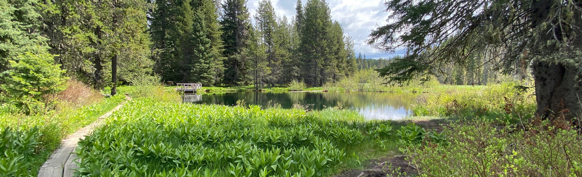 Timothy Lake Southshore via PCT, Oregon - 45 Reviews, Map | AllTrails