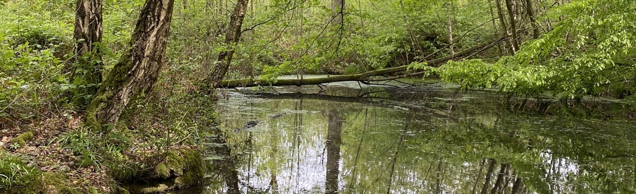 Ham Street Woods Circuit: 50 fotos - Kent, Inglaterra | AllTrails