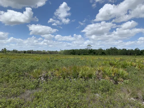 Best Hikes and Trails in Green Swamp Wildlife Management Area | AllTrails