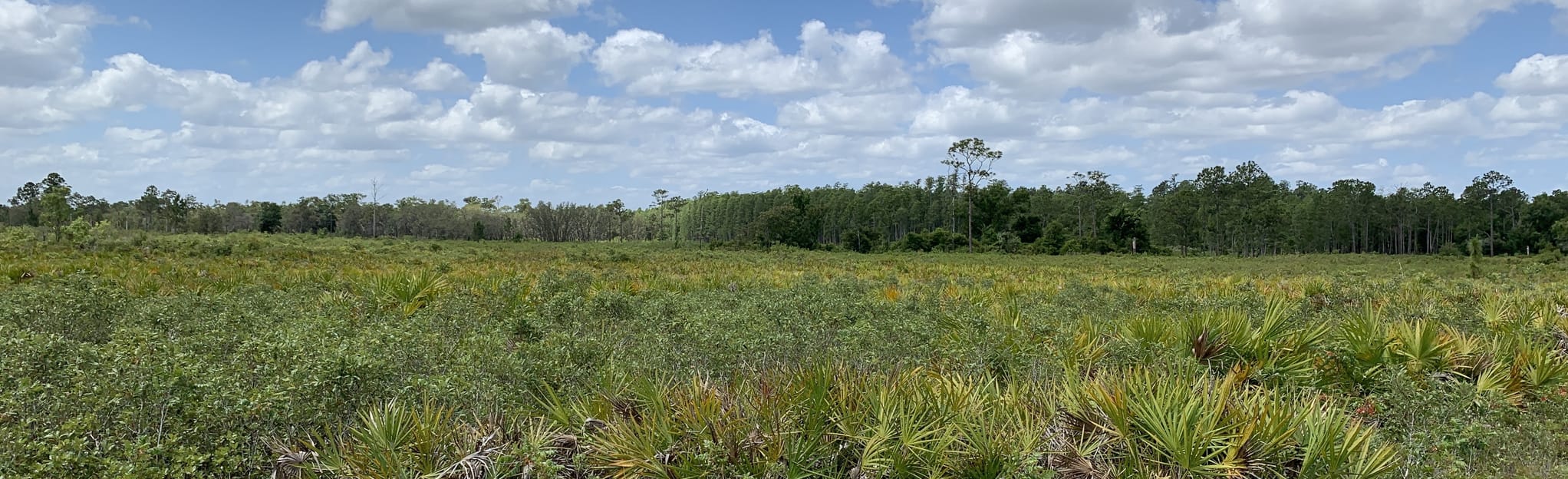 Green Swamp Loop via 471 - Florida | AllTrails