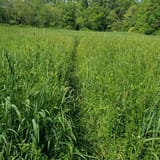 Carbuncle Pond and Moosup River Trail, Rhode Island - 253 Reviews, Map ...