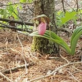 Carbuncle Pond and Moosup River Trail, Rhode Island - 253 Reviews, Map ...