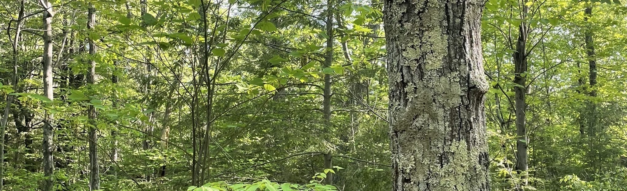 Mud Pond Trail via Awosting Reserve, New York - 9 Reviews, Map | AllTrails