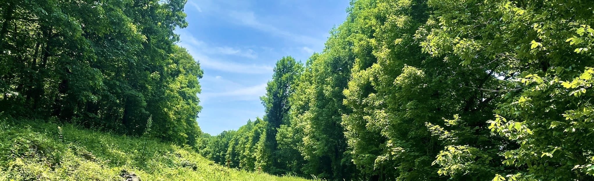 Upper Guild Trail, Tennessee - 458 Reviews, Map | AllTrails
