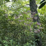 Blue Bend Loop Trail, West Virginia - 125 Reviews, Map | AllTrails