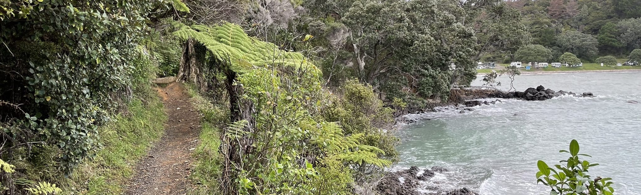 Long Bay Kauri Walk, Waikato, New Zealand - 49 Reviews, Map | AllTrails