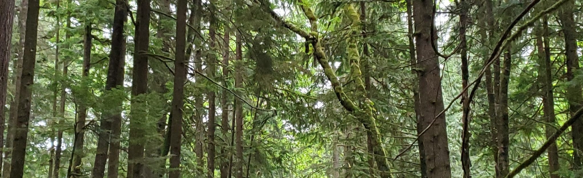 George's Way Loop, British Columbia, Canada - 55 Reviews, Map | AllTrails