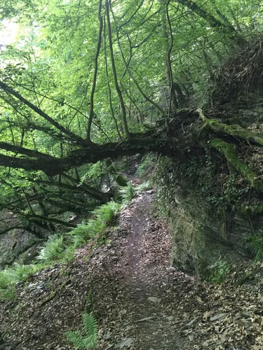 Best Hikes and Trails in Briedel | AllTrails