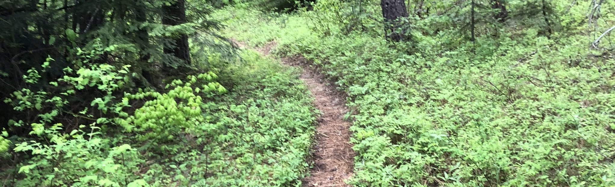 AllTrails | Big Tree Loop: 17 Reviews, Map - Washington