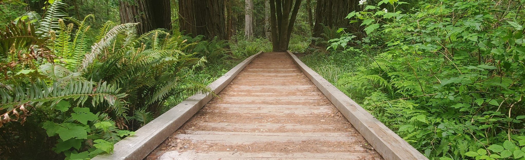 Leiffer and Ellsworth Loop, California - 491 Reviews, Map | AllTrails