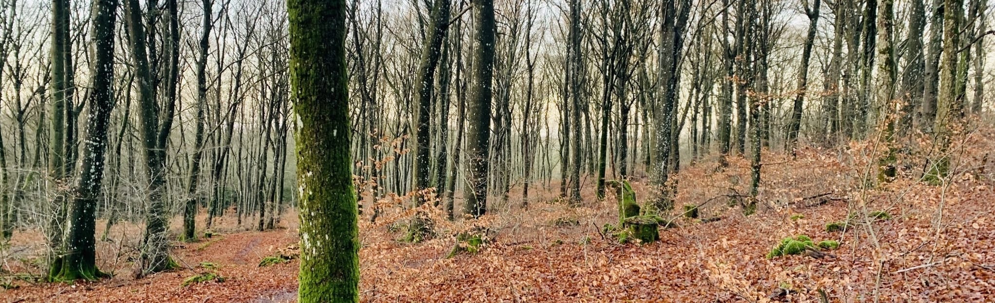 Branths Plantage, North Denmark, Denmark - 8 Reviews, Map | AllTrails