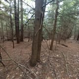 Chuck Keiper Trail: East Loop, Pennsylvania - 36 Reviews, Map | AllTrails