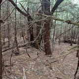 Chuck Keiper Trail: East Loop, Pennsylvania - 36 Reviews, Map | AllTrails