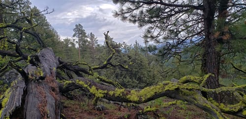 2023 Best 10 Wild Flowers Trails in Cranbrook | AllTrails