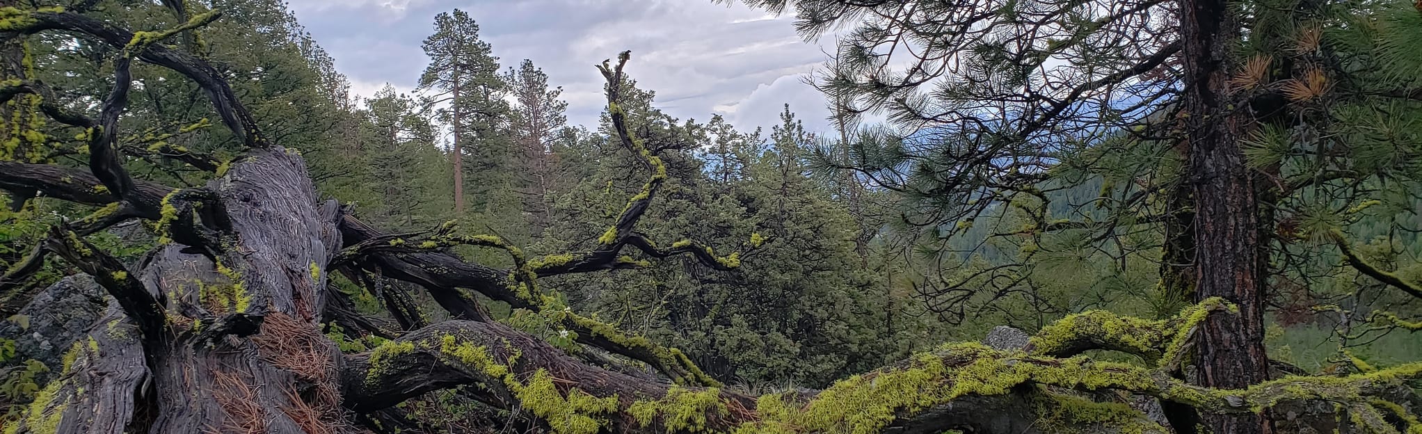 Skyline Bumps Trail, British Columbia, Canada - 13 Reviews, Map | AllTrails