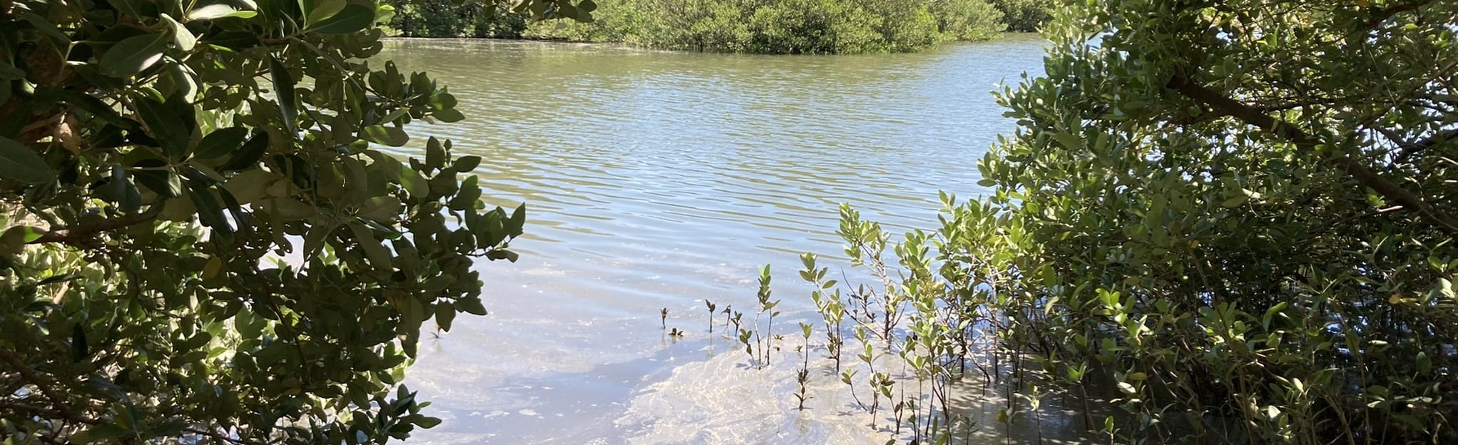 Atsena Otie Key Trail, Florida - 11 Reviews, Map | AllTrails