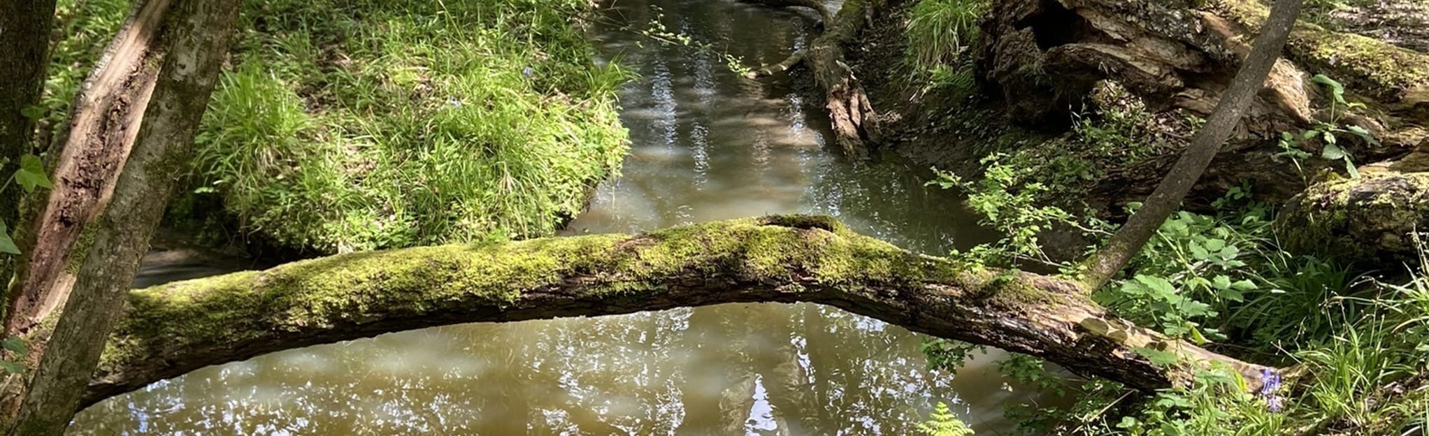 Farley Circular, Wiltshire, England - 13 Reviews, Map | AllTrails