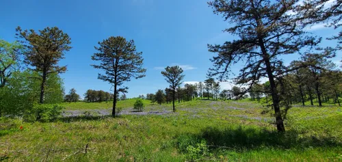 10 Best Forest Trails in Albany Pine Bush Preserve | AllTrails