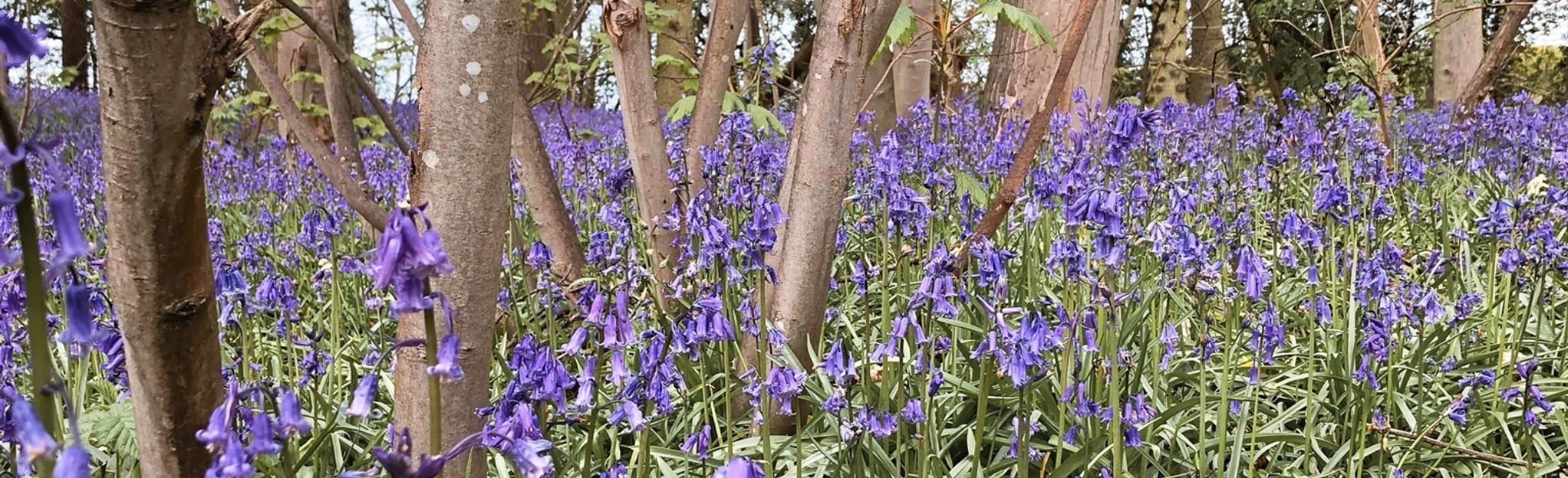 Tadcaster and Colton Circular, North Yorkshire, England - 5 Reviews ...