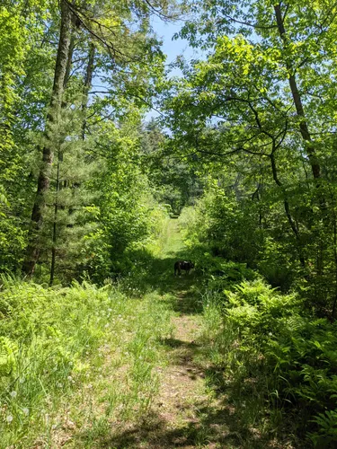 Best Hikes and Trails in Steepletop Reserve | AllTrails