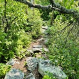 Hanging Rock Overlook Trail, Virginia - 126 Reviews, Map | AllTrails