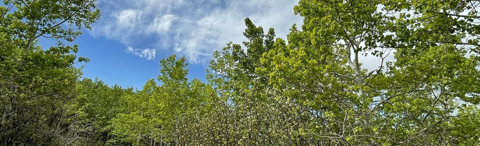 Paskapoo Ridge Run: 38 Reviews, Map - Alberta, Canada | AllTrails