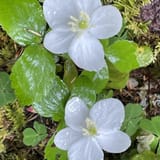 Doerner Fir Trail, Oregon - 29 Reviews, Map | AllTrails