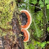 Doerner Fir Trail, Oregon - 29 Reviews, Map | AllTrails