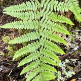 Doerner Fir Trail, Oregon - 29 Reviews, Map | AllTrails