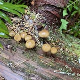 Doerner Fir Trail, Oregon - 29 Reviews, Map | AllTrails