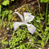 Doerner Fir Trail, Oregon - 29 Reviews, Map | AllTrails