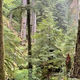 Doerner Fir Trail, Oregon - 21 Reviews, Map | AllTrails