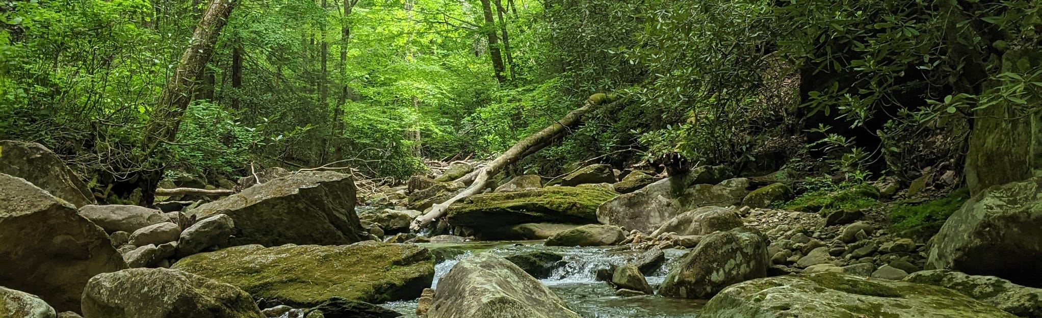 Devils Fork and Devils Bathtub Loop Trail, Virginia - 412 Reviews, Map ...