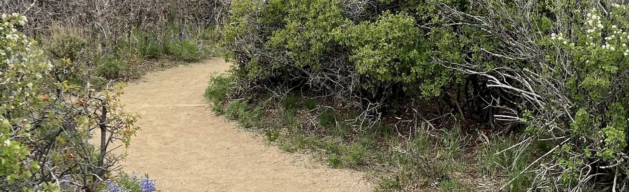 Rock Point Trail, Colorado - 120 Reviews, Map | AllTrails