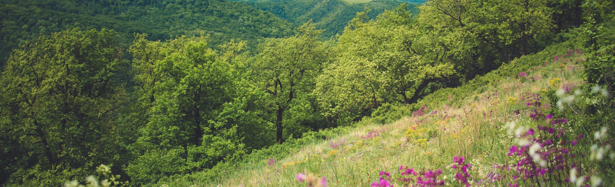 Visegrád - Szigetmonostor, Pest, Hungary - Map, Guide | AllTrails