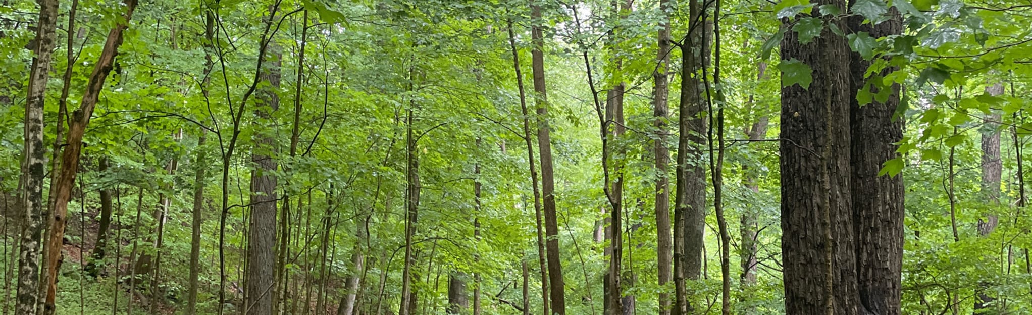 Spring Hollow Trail: 585 Reviews, Map - Ohio | AllTrails