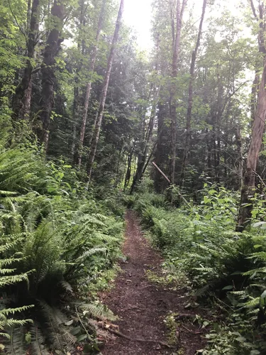 2023 Best 10 Trail Running Trails in Vedder Mountain Interpretive ...