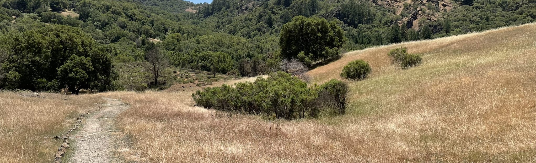 Bald Mountain, Gray Pine and Vista Trail Loop | Map, Guide - California ...