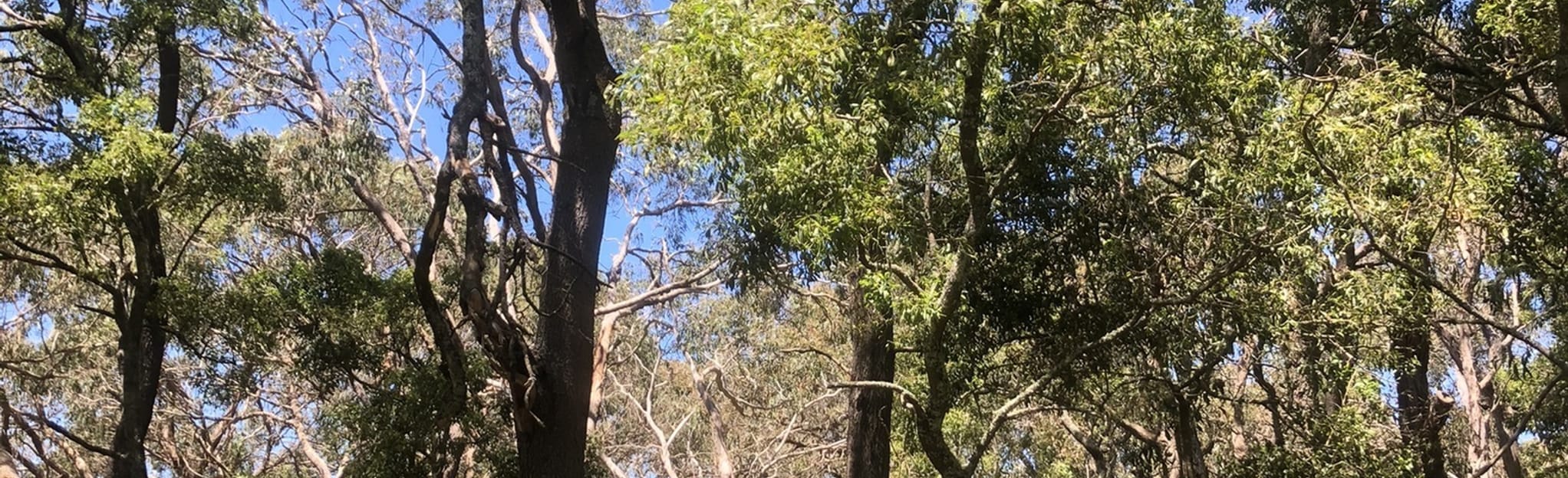Stringybark Forest Walking Trail, South Australia, Australia - 23 ...