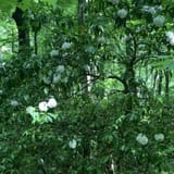 Hard Times Road Trail, North Carolina - 314 Reviews, Map | AllTrails