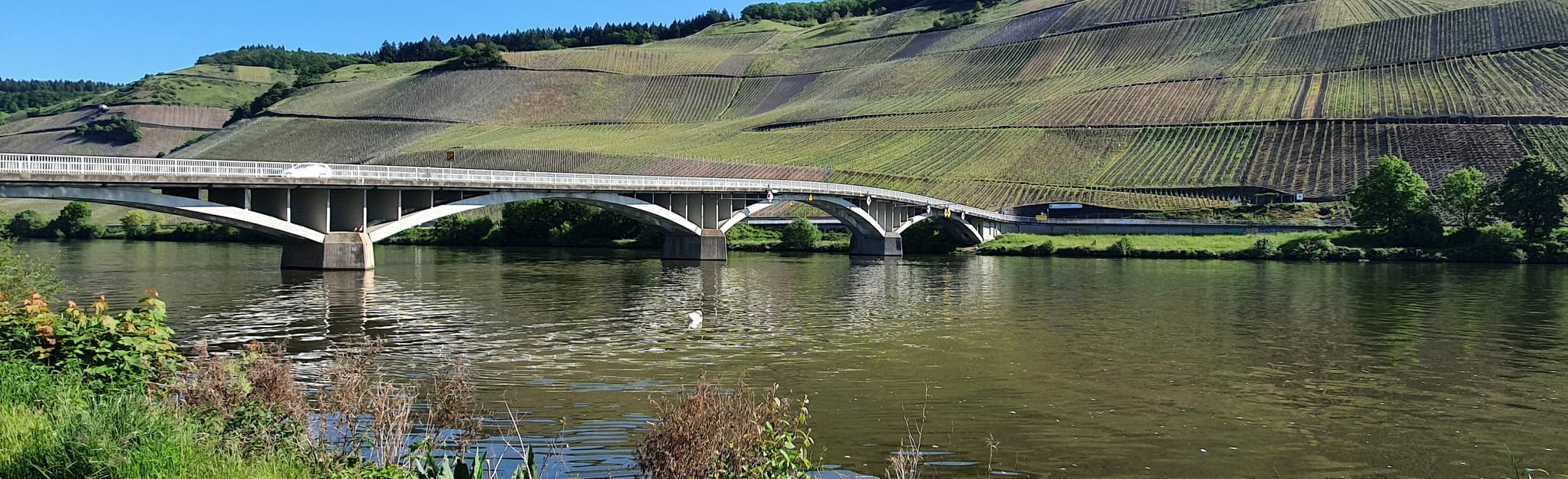 Longuich (IVV 2019): 13 Photos - Rhineland-Palatine, Germany | AllTrails
