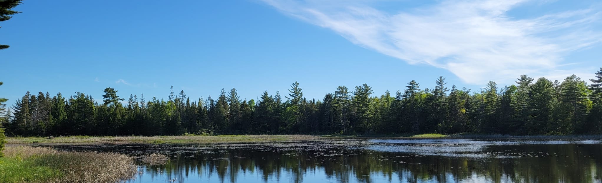 Red Pine Trail: 186 Reviews, Map - Michigan | AllTrails