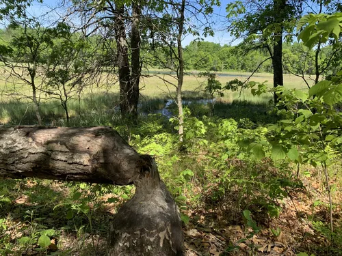 Best Forest Trails in Webster | AllTrails