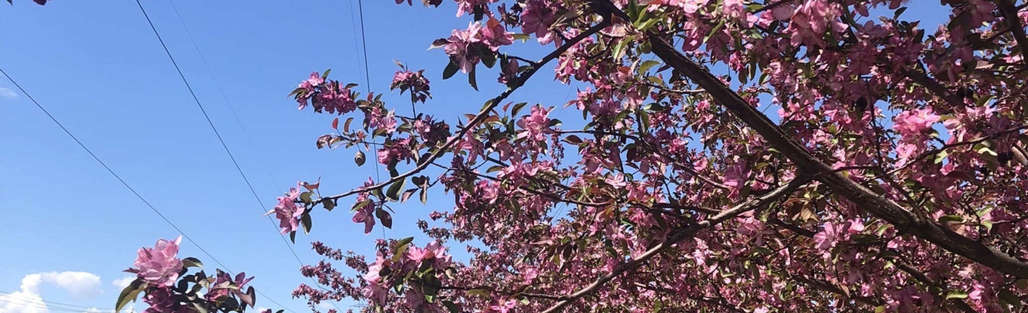 Brintnell Park Bike Path, Alberta, Canada - 89 Reviews, Map | AllTrails